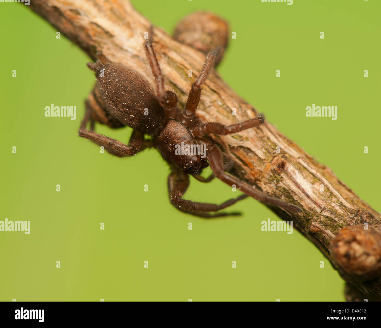 Clubiona spider hi-res stock photography and images - Alamy