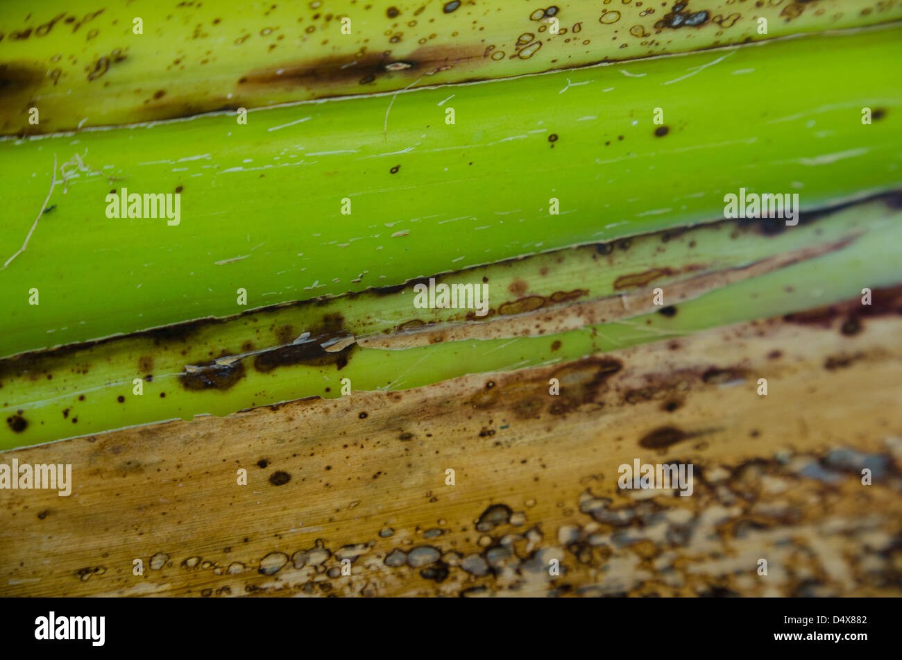 Plant stem texture hi-res stock photography and images - Alamy