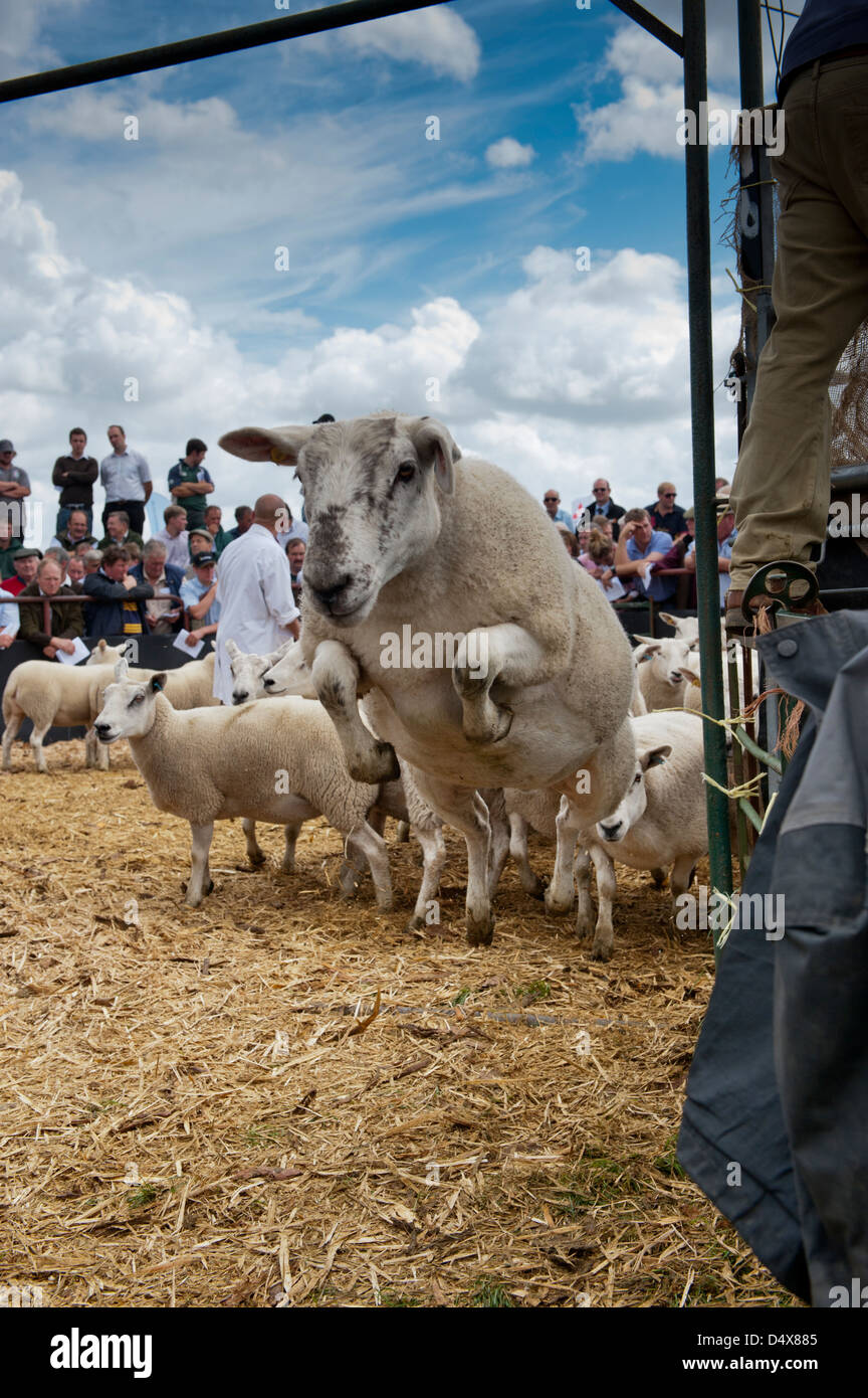 Jumping Sheep Stock Photos & Jumping Sheep Stock Images - Alamy