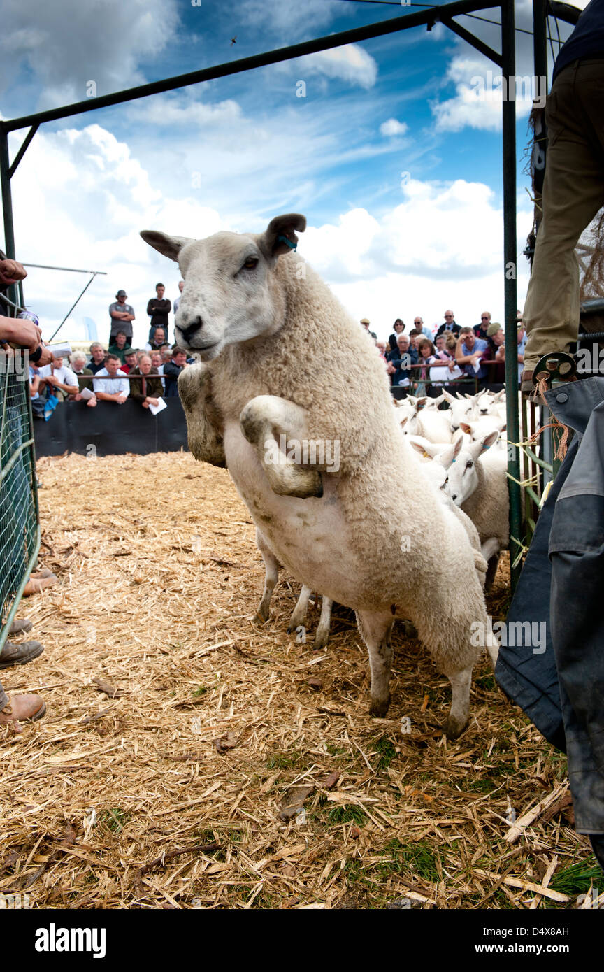 Jumping sheep hi-res stock photography and images - Alamy