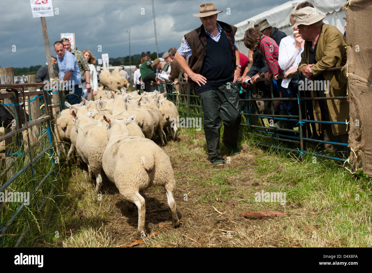 Sheep leaving sale ring after being sold at Thame sheep fair 2012 Stock ...
