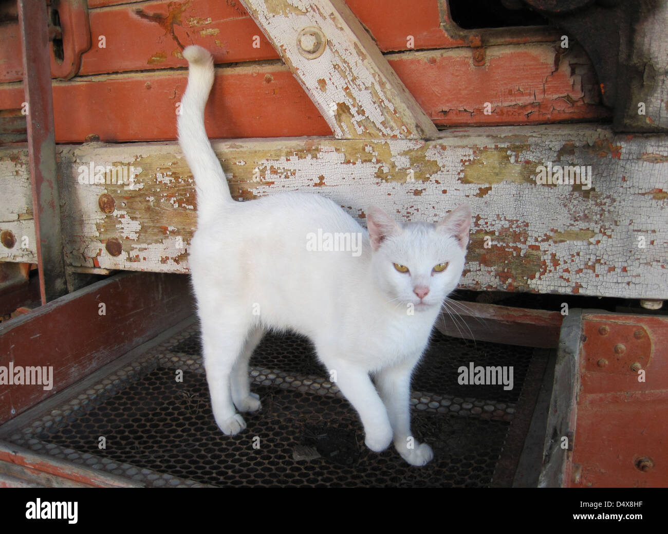 Prancing cat hi-res stock photography and images - Alamy