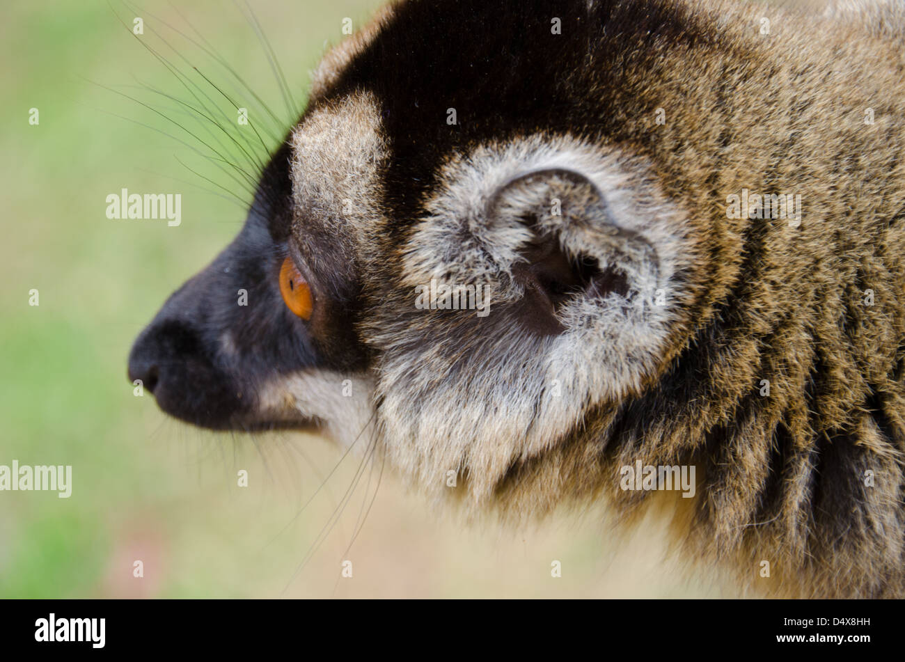 Common brown lemur with green background in northern Madagascar forest ...