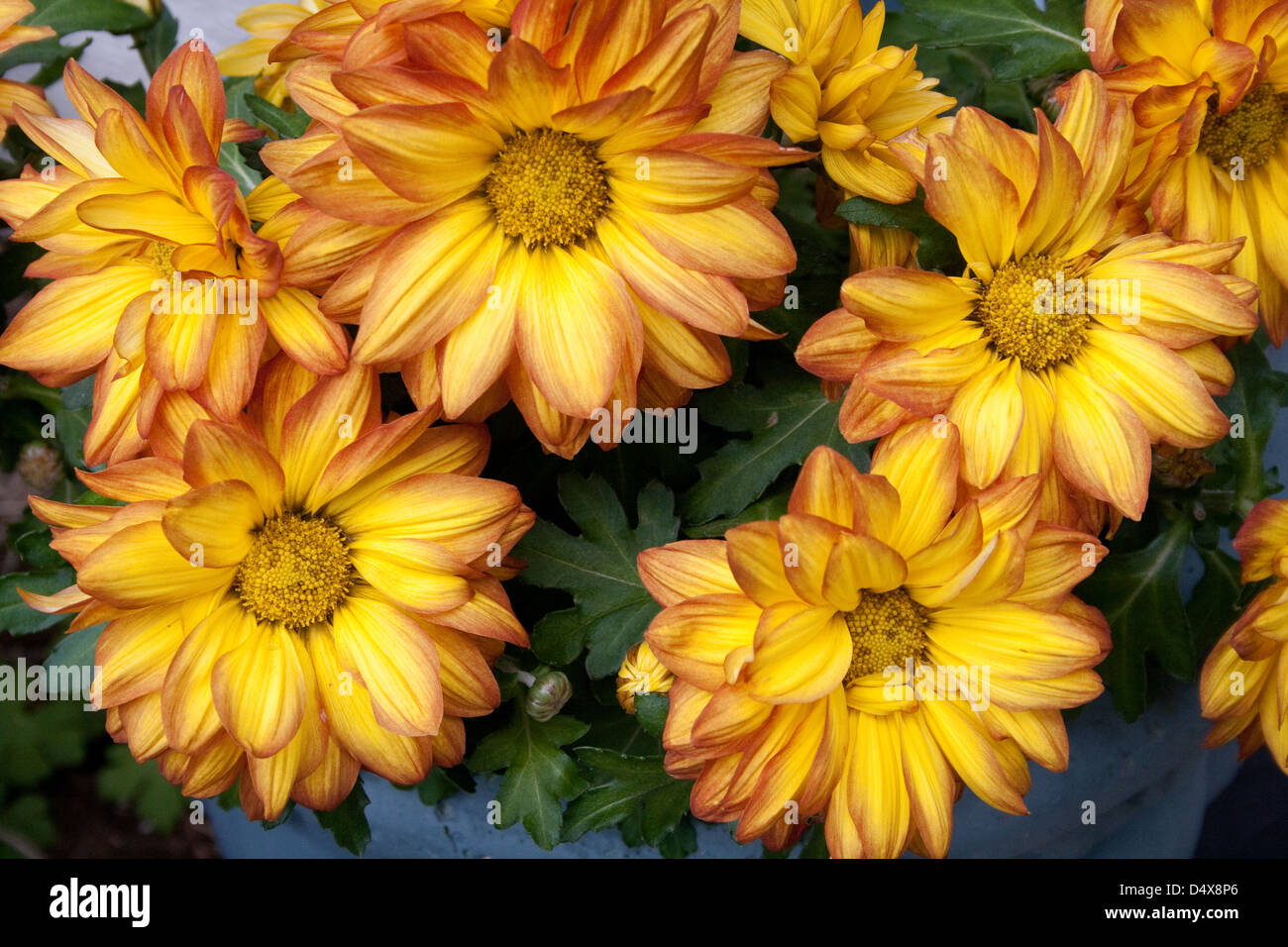 Array of yellow mum flowers with brown outlined peddles ...