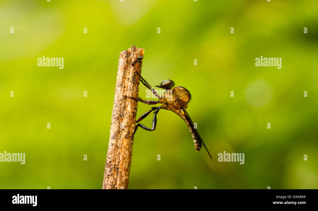 special species insect Stock Photo - Alamy
