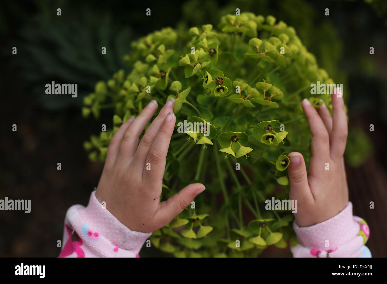 A child's hands touching a Euphorbia flower Stock Photo - Alamy