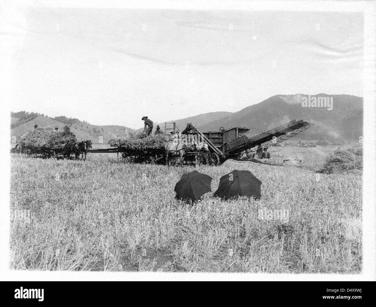 A Native American crew feeds grain to a thresher as part of the ...