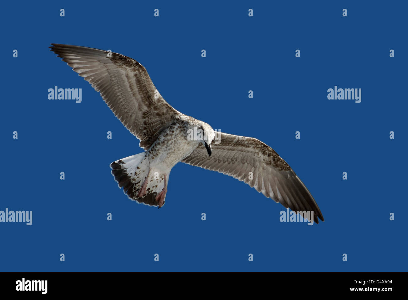 Seagull in flight Stock Photo - Alamy