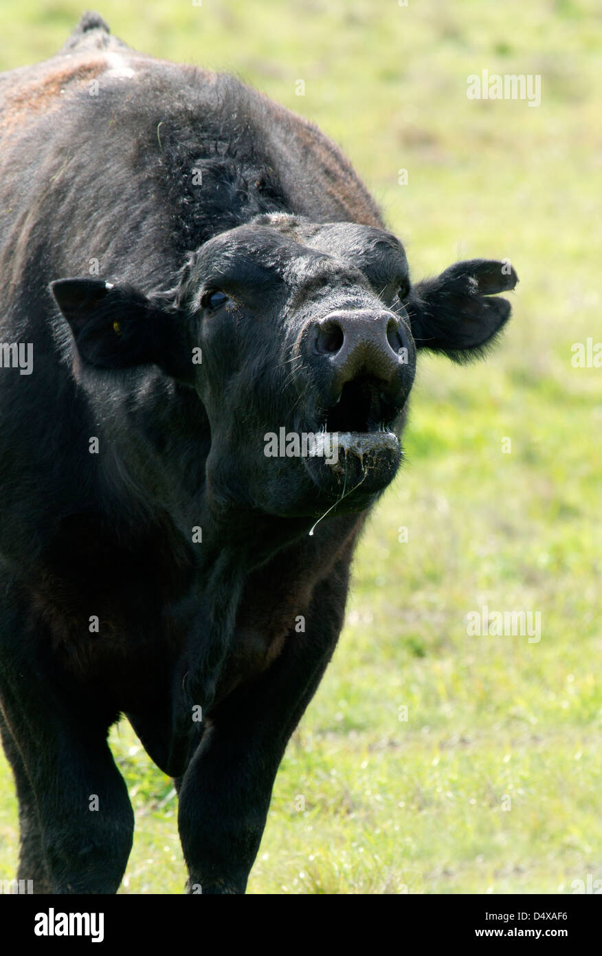 Bellowing cow hi-res stock photography and images - Alamy
