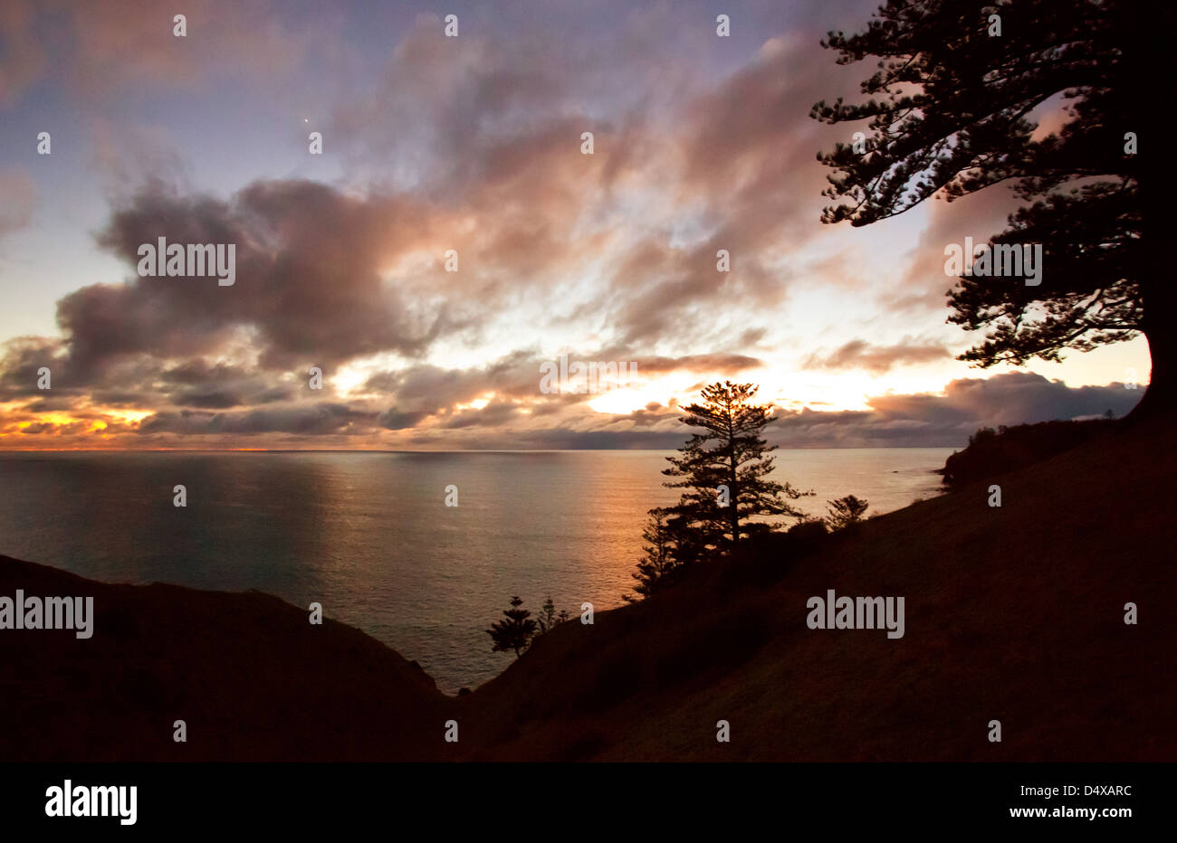 Norfolk island pine tree araucaria heterophylla hi-res stock ...