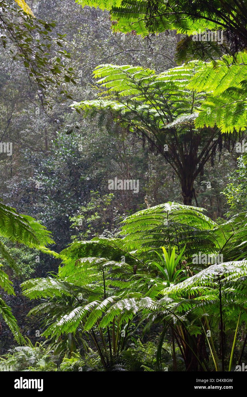Tall Norfolk Tree Ferns in subtropical rainforest, Norfolk Island ...