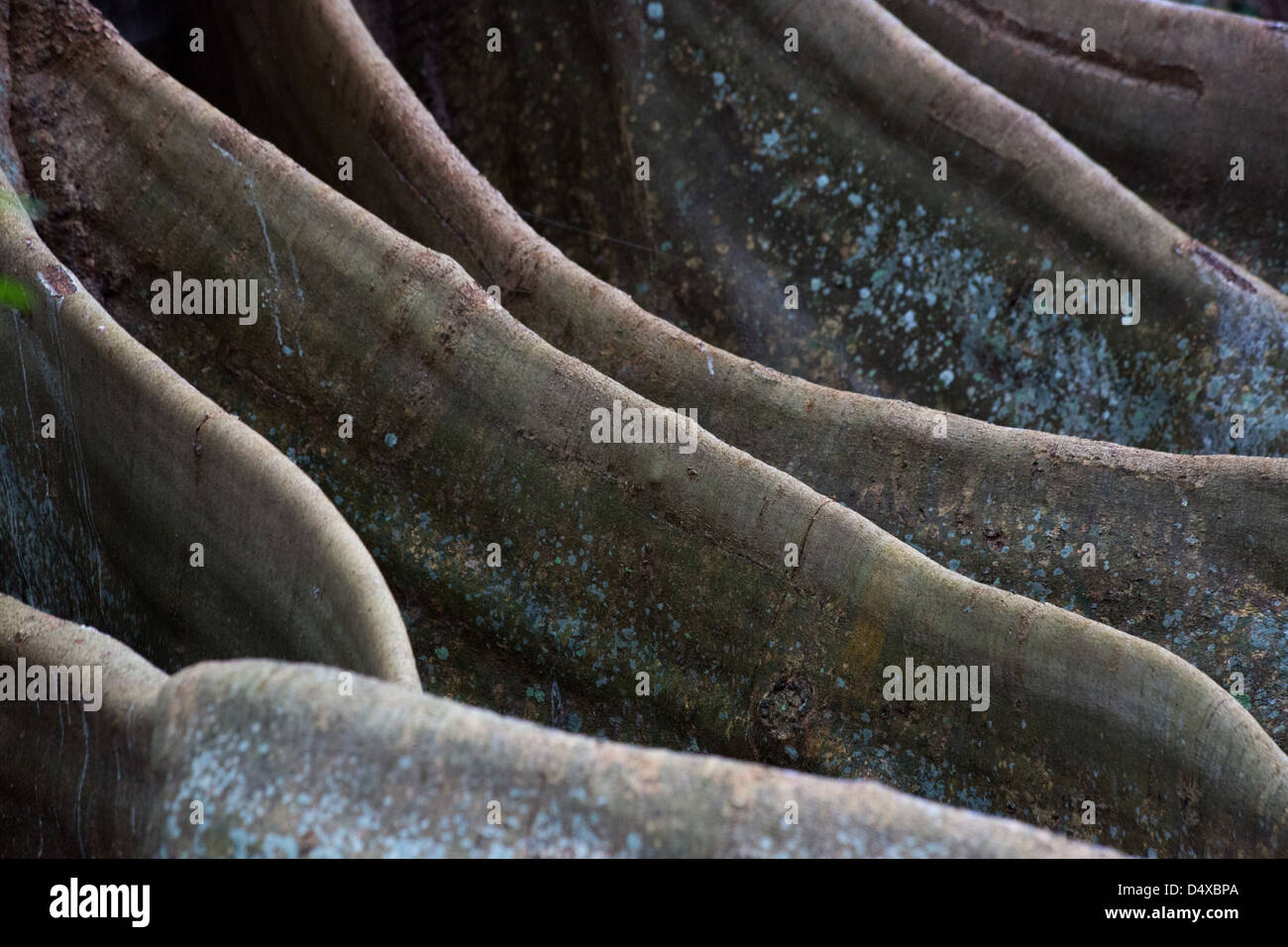 Buttress roots fig tree hi-res stock photography and images - Alamy