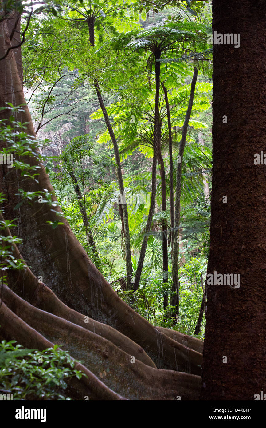 Tall Norfolk Tree Ferns and a strangler fig, Norfolk Island, Australia ...