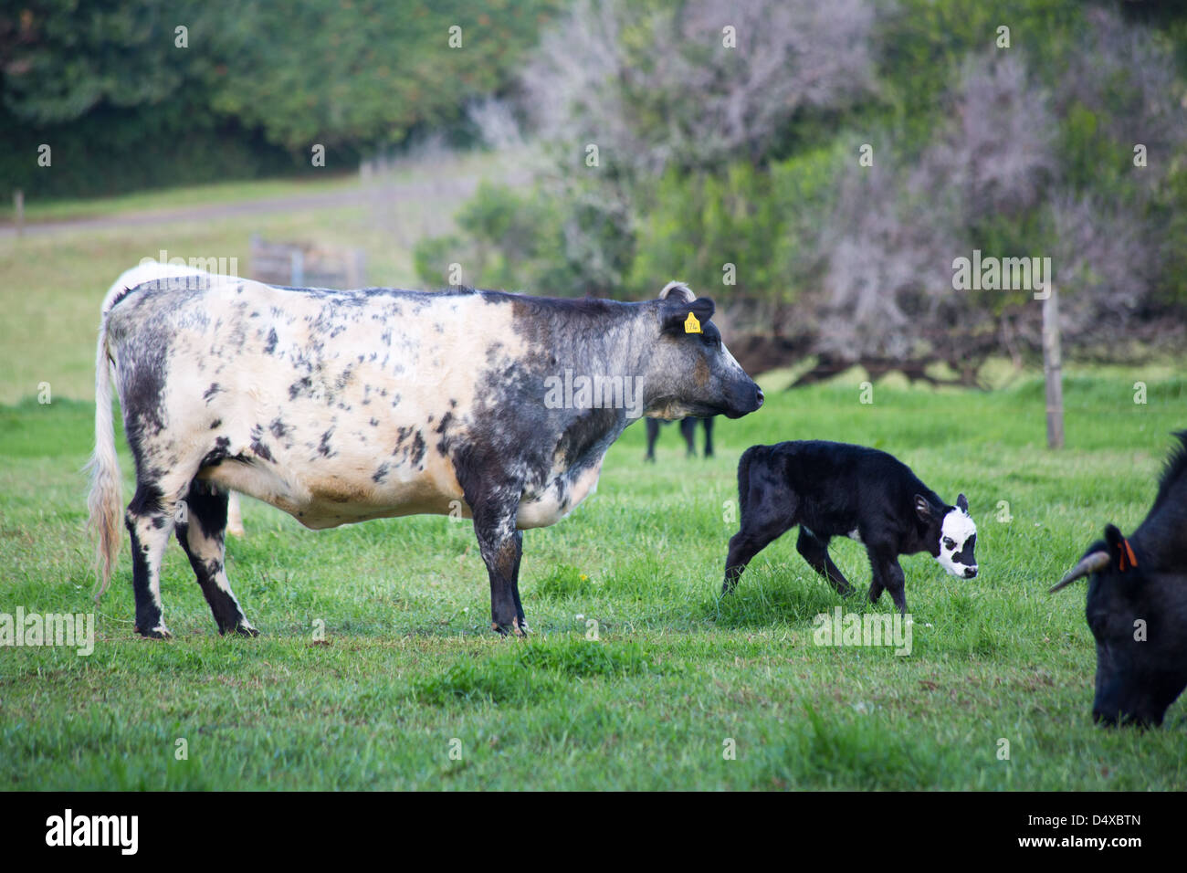Breed of cattle called Norfolk Blue, Norfolk Island, Australia Stock ...