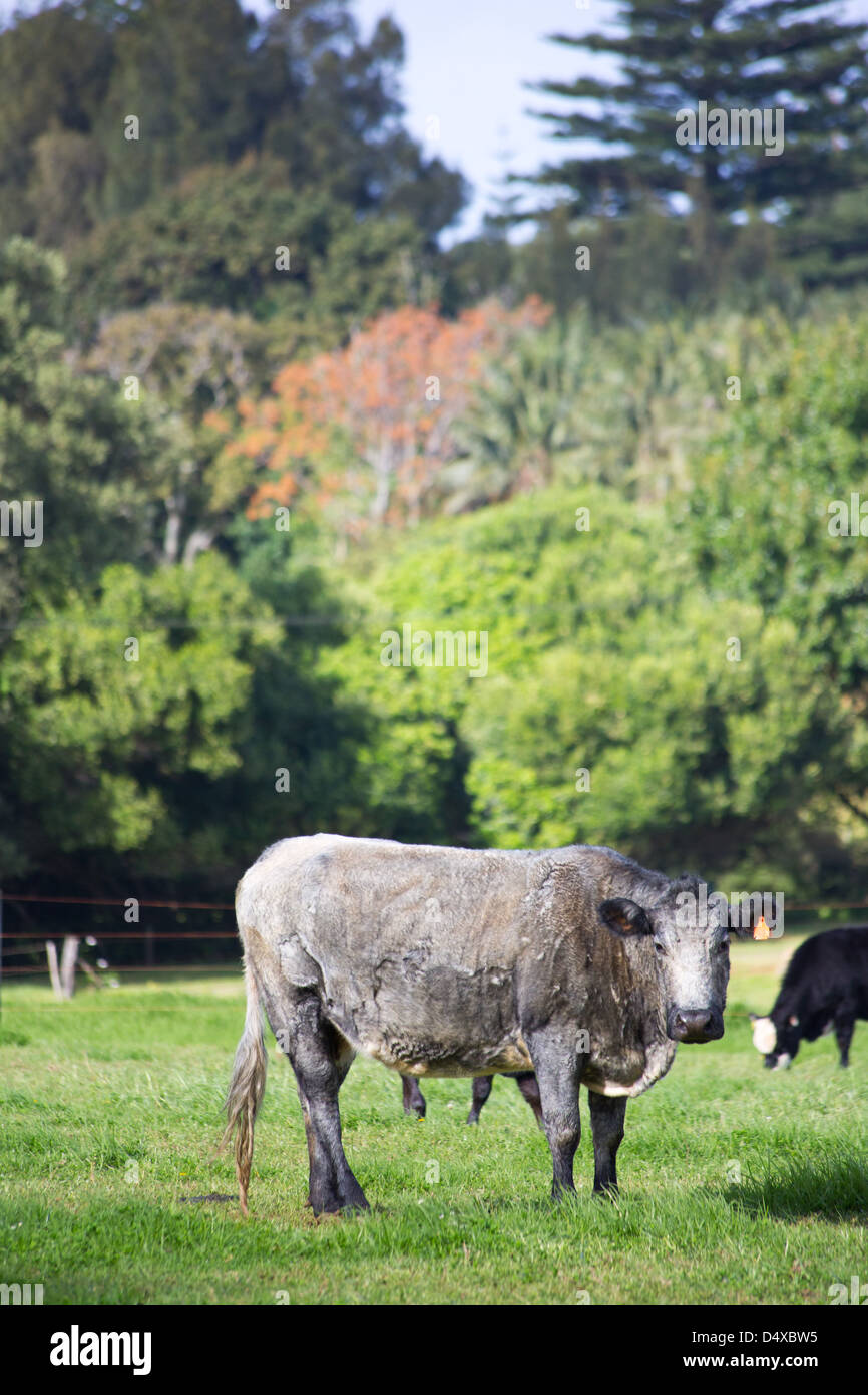 Cow island hi-res stock photography and images - Alamy