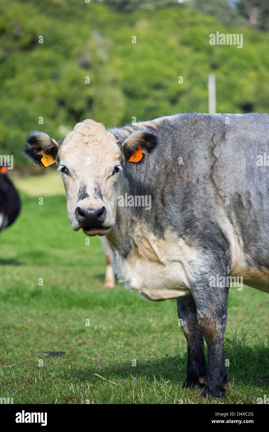 Norfolk blue cattle breed hi-res stock photography and images - Alamy