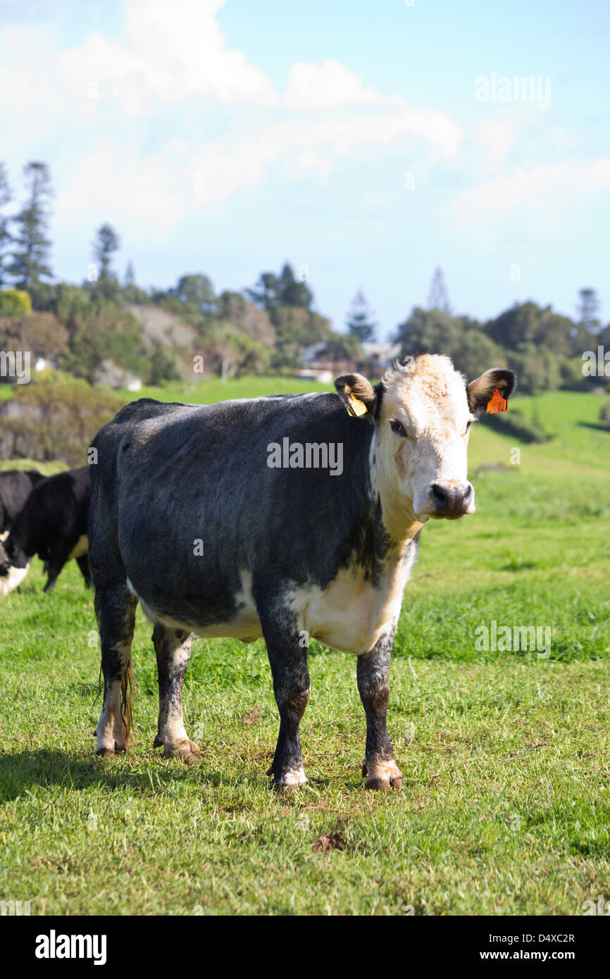 Breed of cow known as a Norfolk Blue, Norfolk Island, Australia Stock ...
