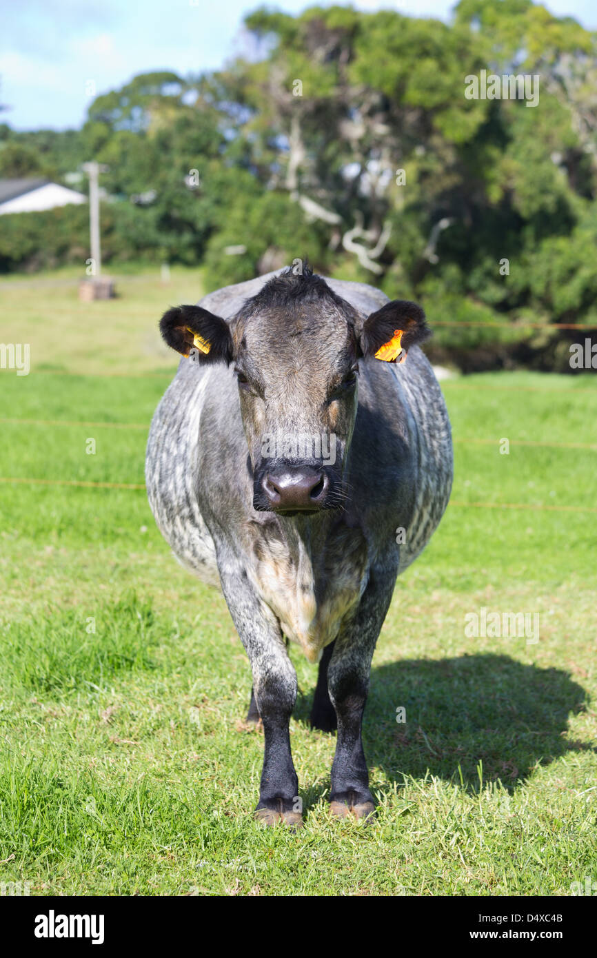 Breed of cow known as a Norfolk Blue, Norfolk Island, Australia Stock ...