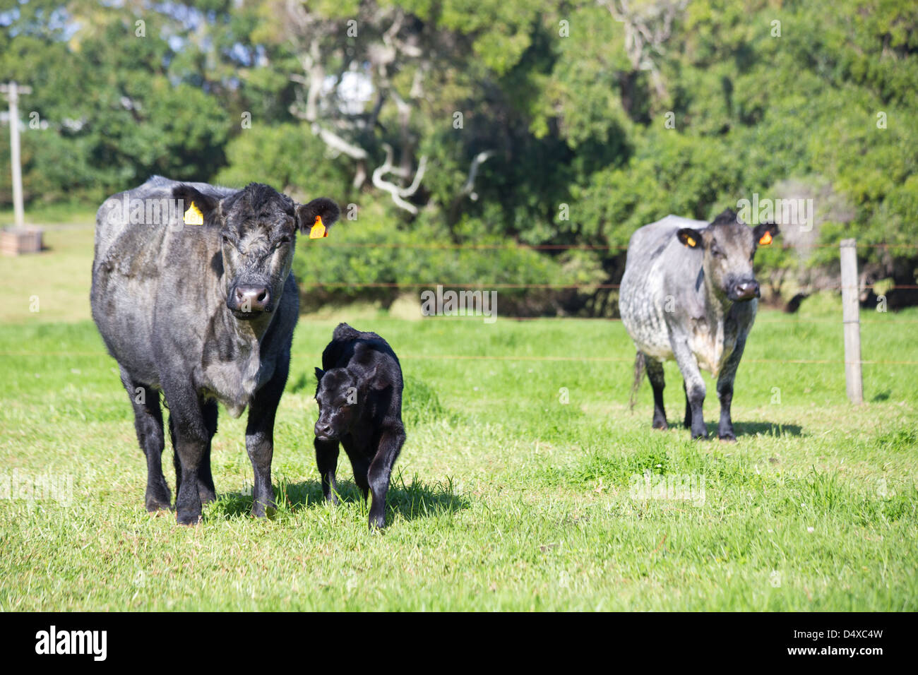 Norfolk blue breed of cattle hi-res stock photography and images - Alamy