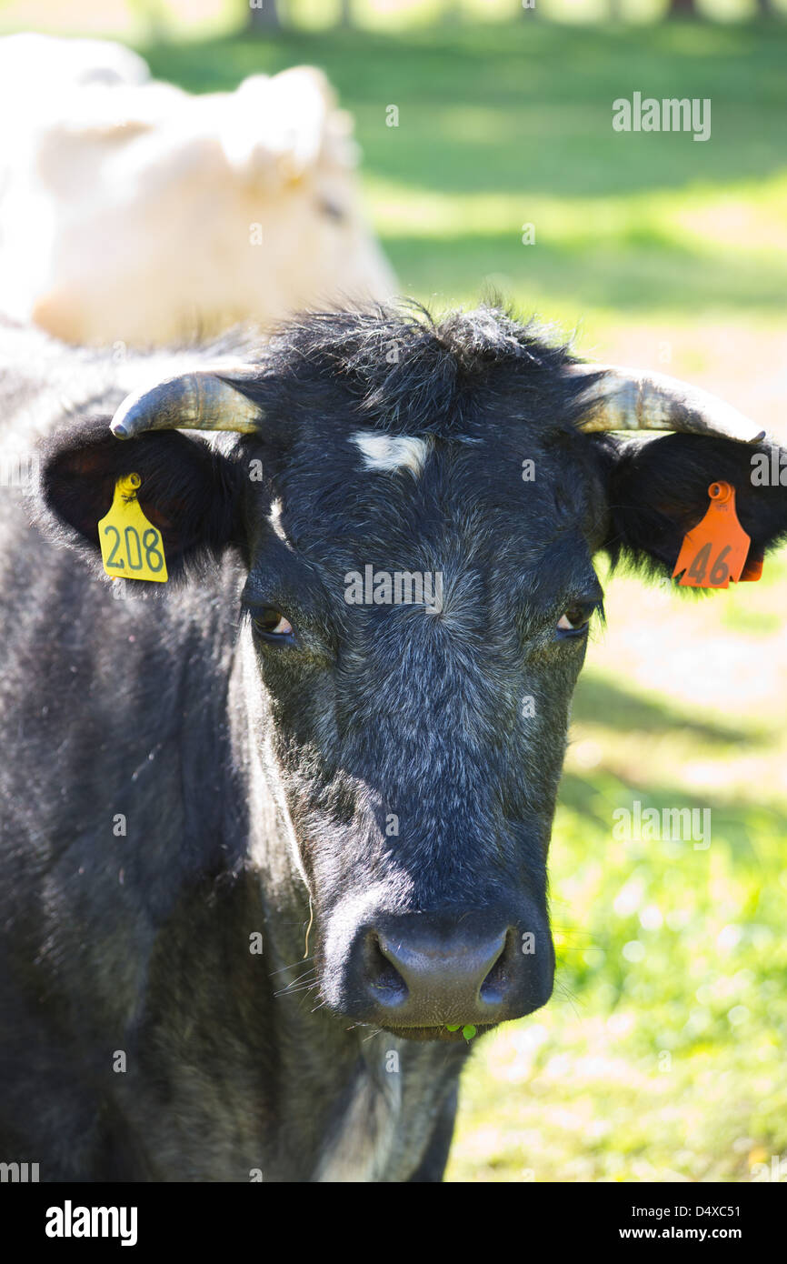 Breed of cow known as a Norfolk Blue, Norfolk Island, Australia Stock ...