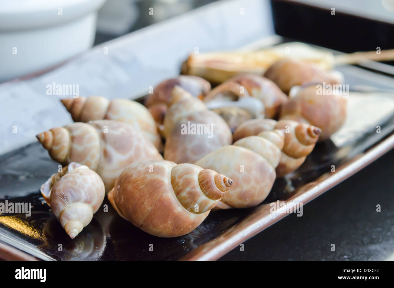 Spotted shell hi-res stock photography and images - Alamy