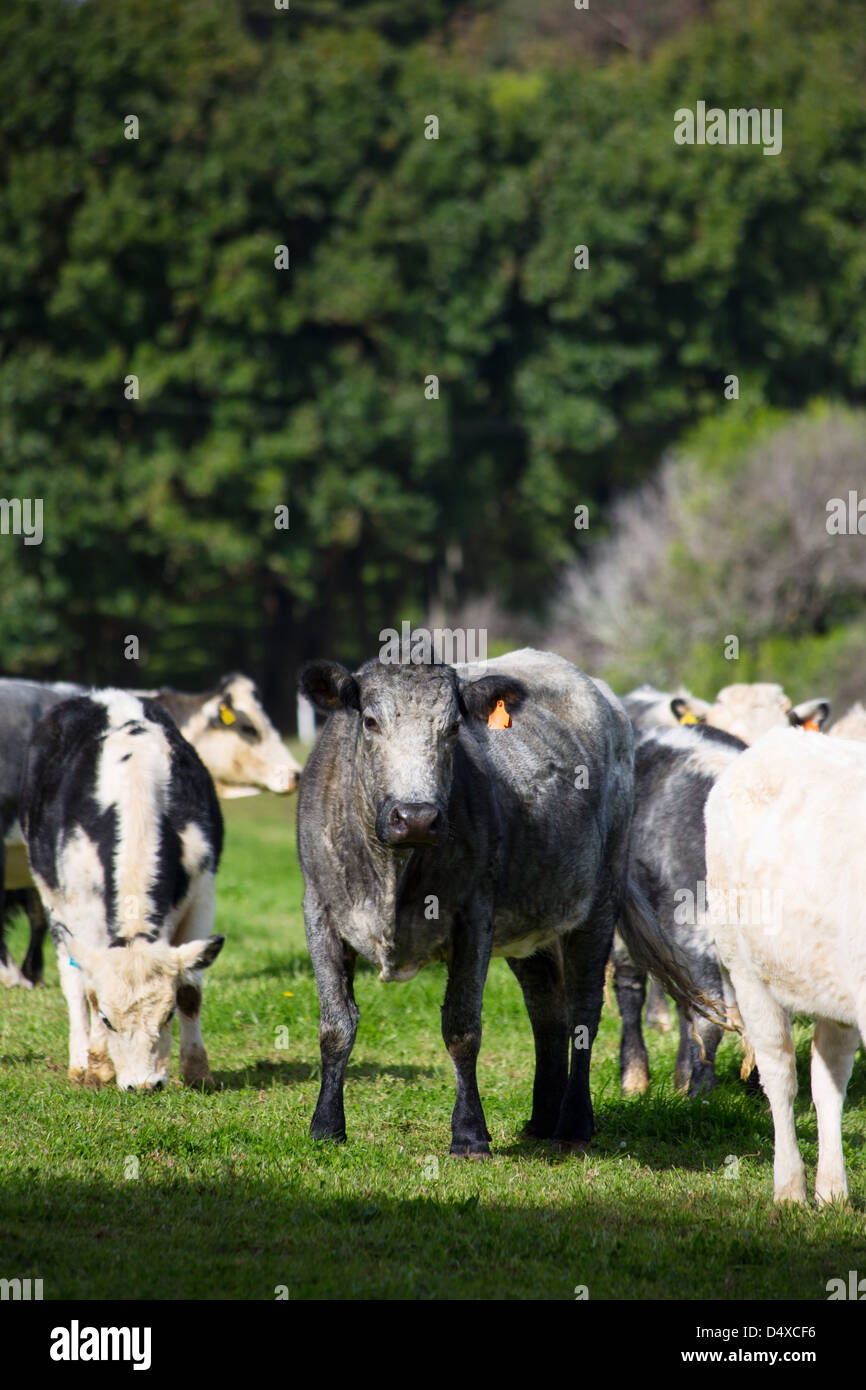 Cattle island hi-res stock photography and images - Alamy