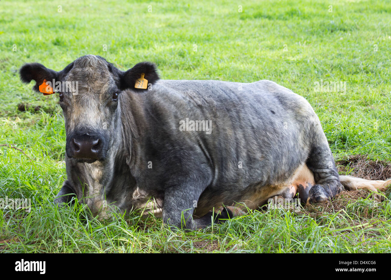 Breed of cow hi-res stock photography and images - Alamy