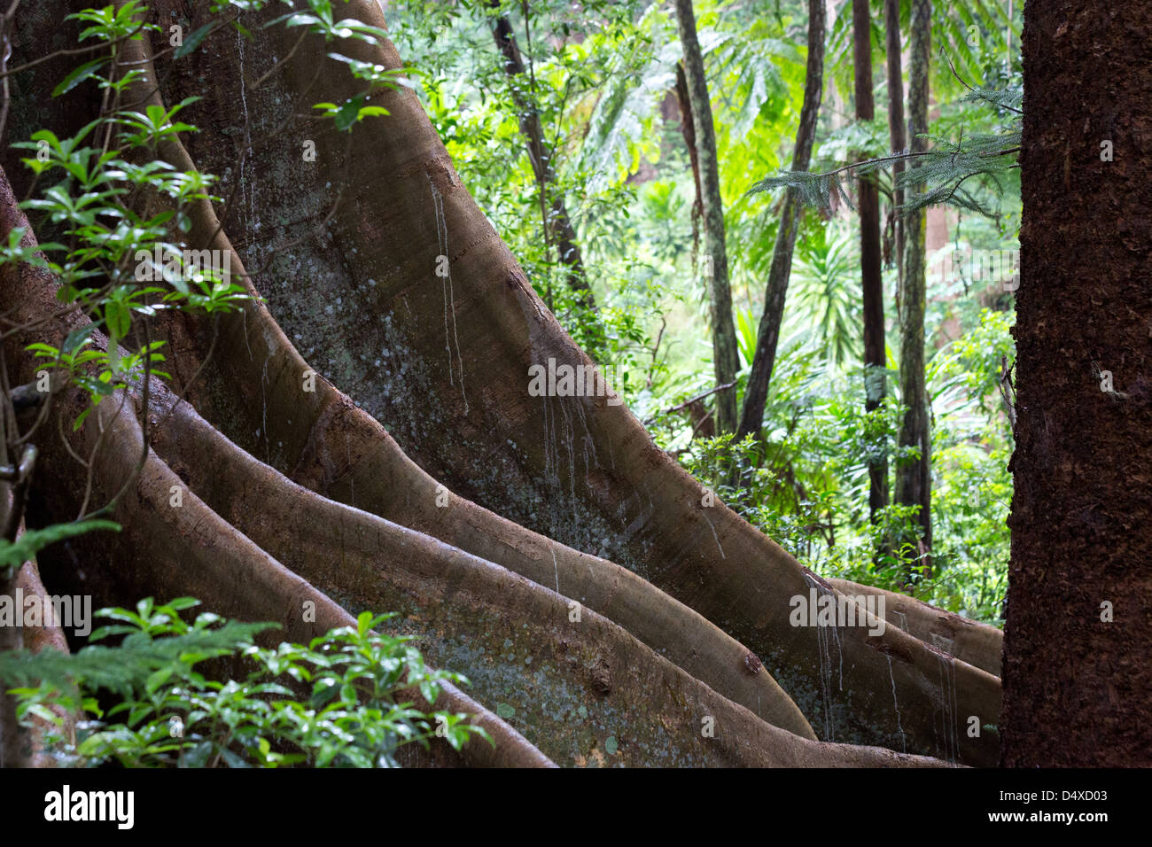 Buttress roots fig tree hi-res stock photography and images - Alamy
