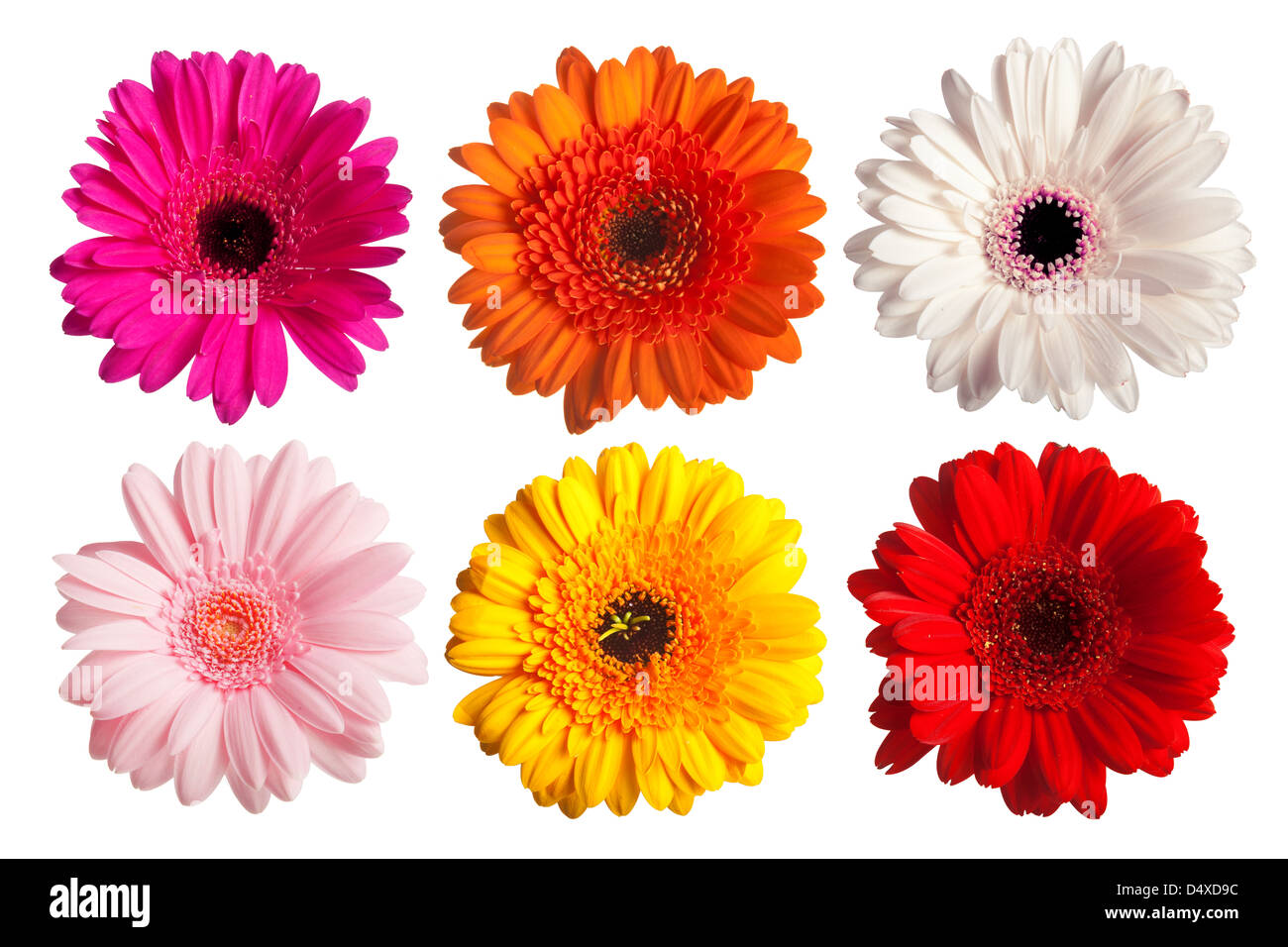 collection of gerber daisy flowers isolated on white Stock Photo - Alamy