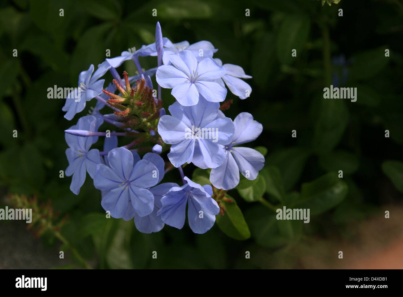 A Cluster of blue flowers Stock Photo - Alamy