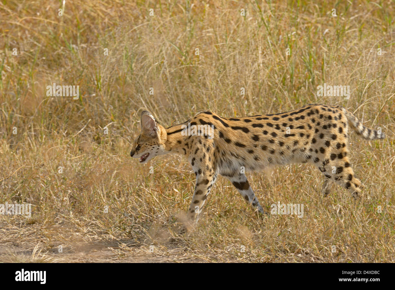 Serval cat in the grasses of Masai Mara Stock Photo - Alamy