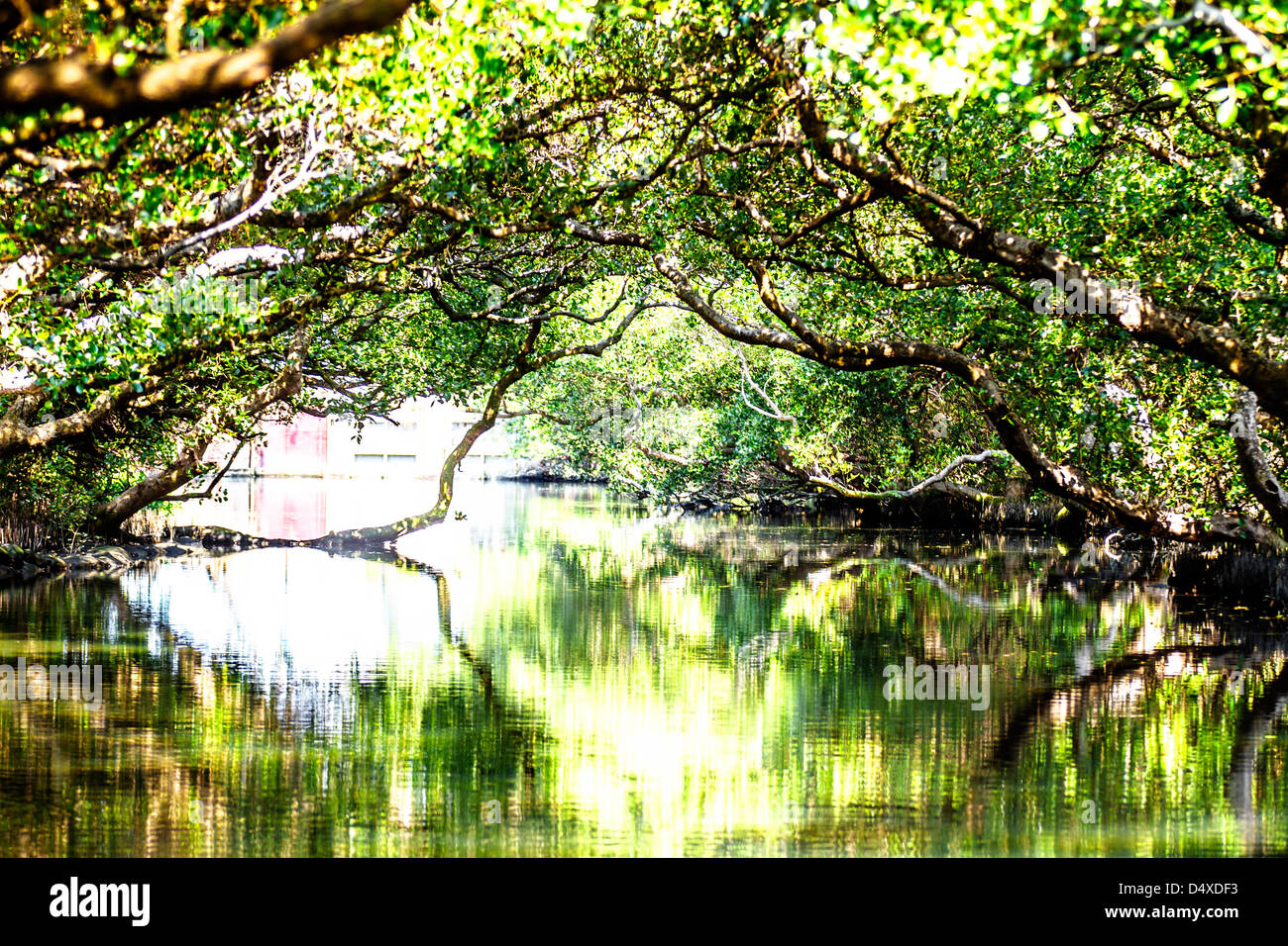 Four grass green tunnel, Tainan, Taiwan Stock Photo - Alamy