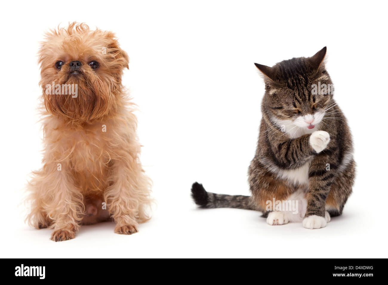 Cat and the dog breed Bruxellios Griffon on a white background Stock ...