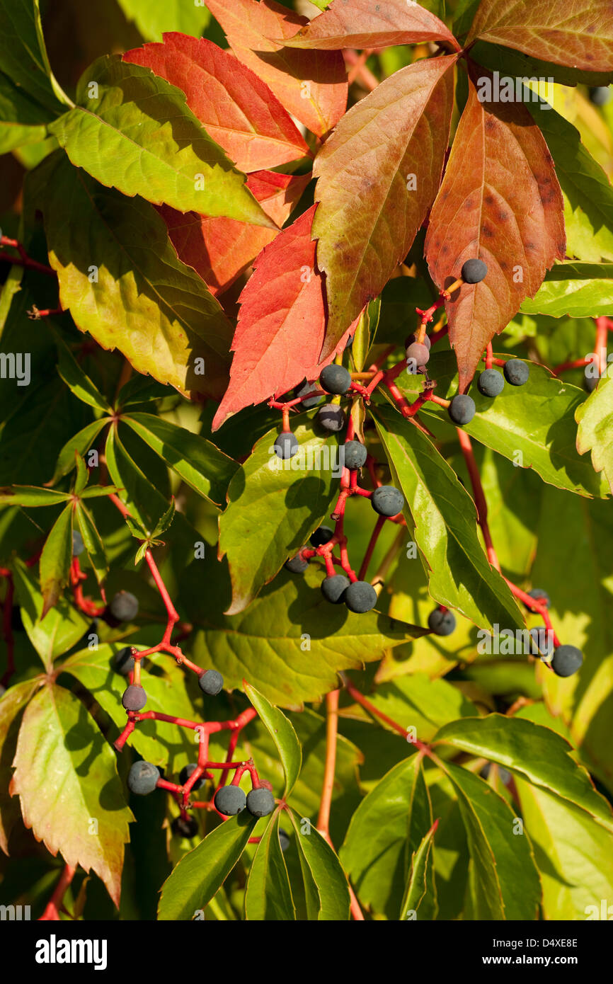 creeper Boston ivy (Parthenocissus tricuspidata) as background Stock ...