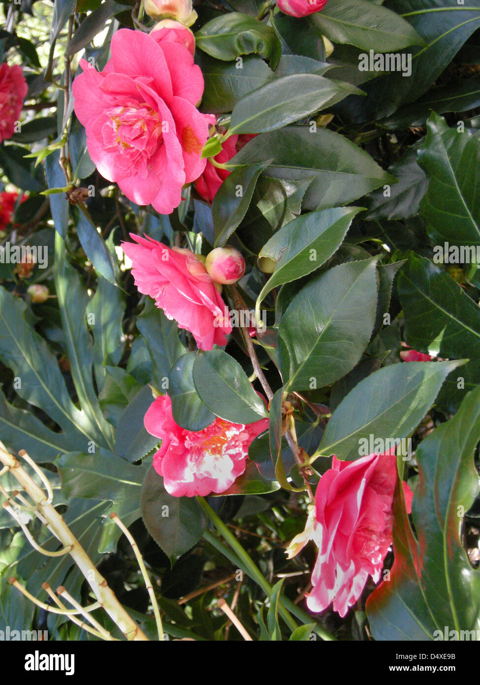 Roses (Sp; Rosa Stock Photo - Alamy