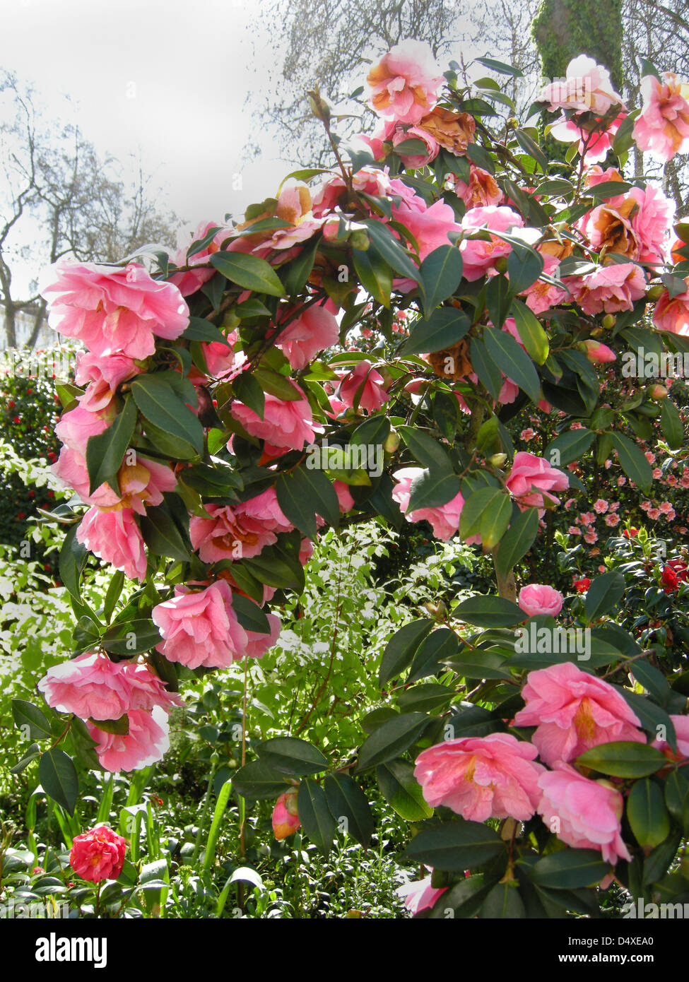 Rosa rosa sp hi-res stock photography and images - Alamy