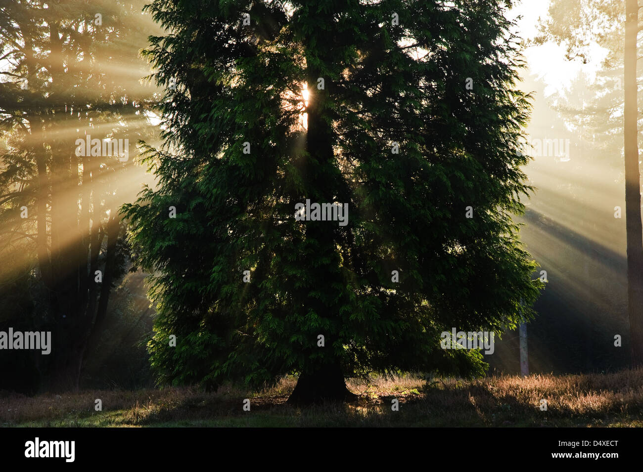 Sunbeams through trees hi-res stock photography and images - Alamy