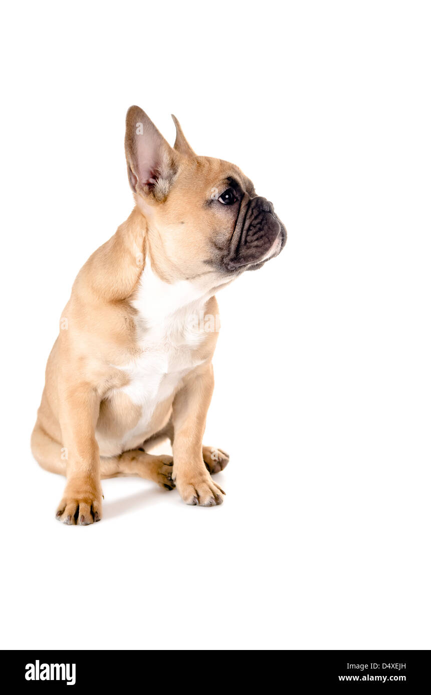 light brown french bulldog before white background Stock Photo - Alamy
