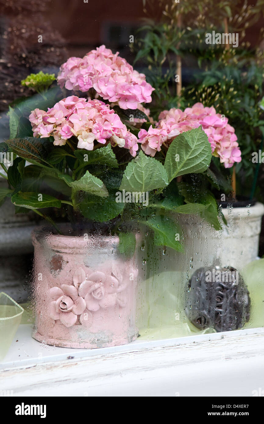 hydrangea in window of shop Stock Photo - Alamy