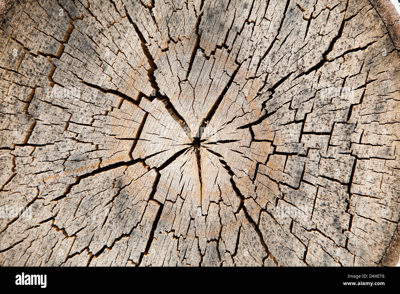 Cross section wood Stock Photo - Alamy