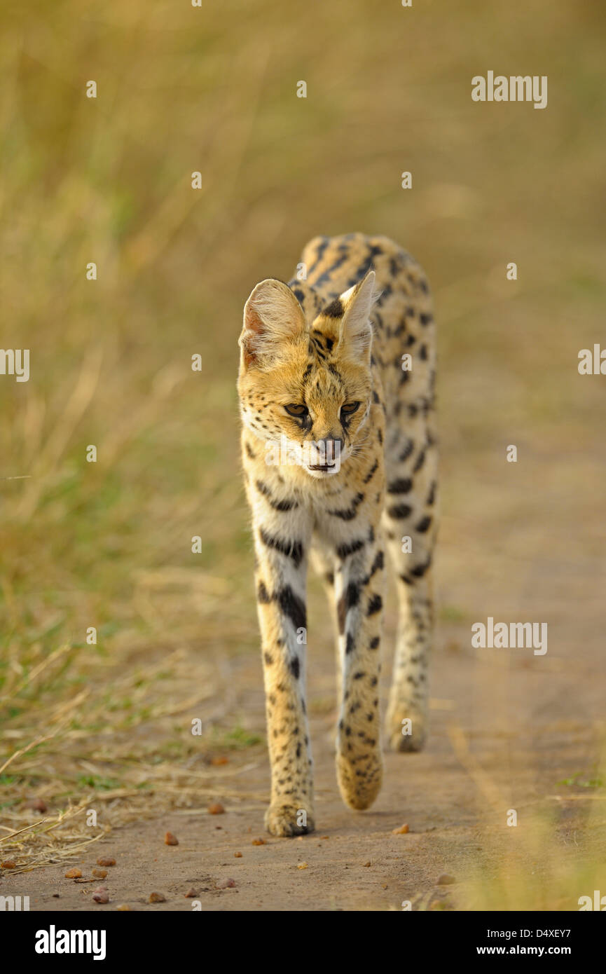 Approaching Serval cat in the grasses of Masai Mara Stock Photo - Alamy