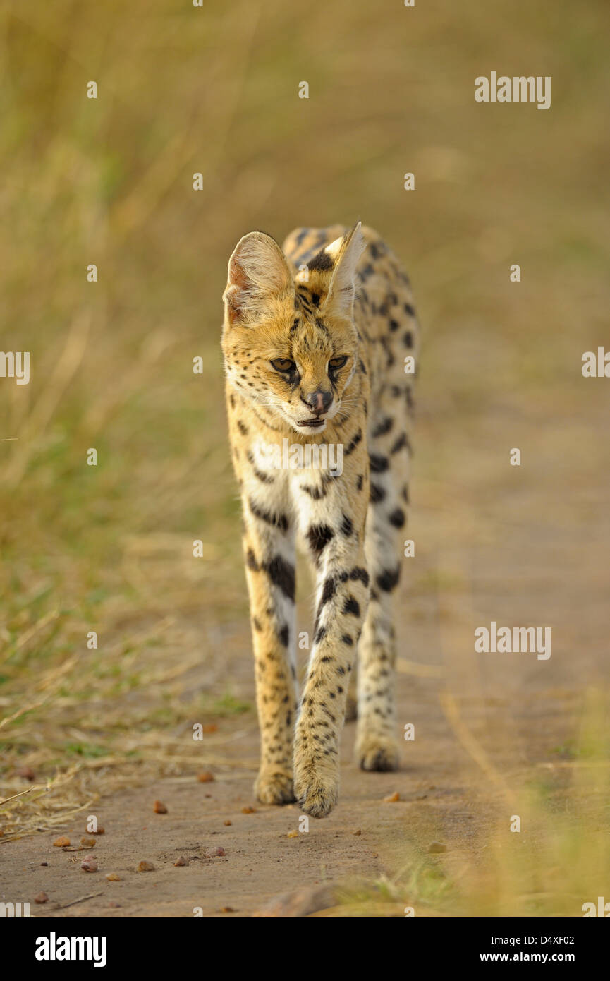 Approaching Serval cat in the grasses of Masai Mara Stock Photo - Alamy