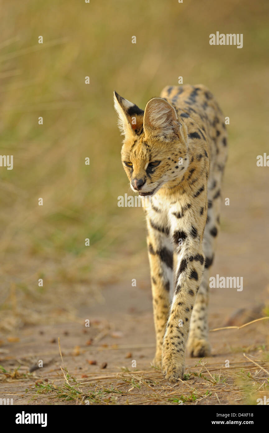 Approaching Serval cat in the grasses of Masai Mara Stock Photo - Alamy