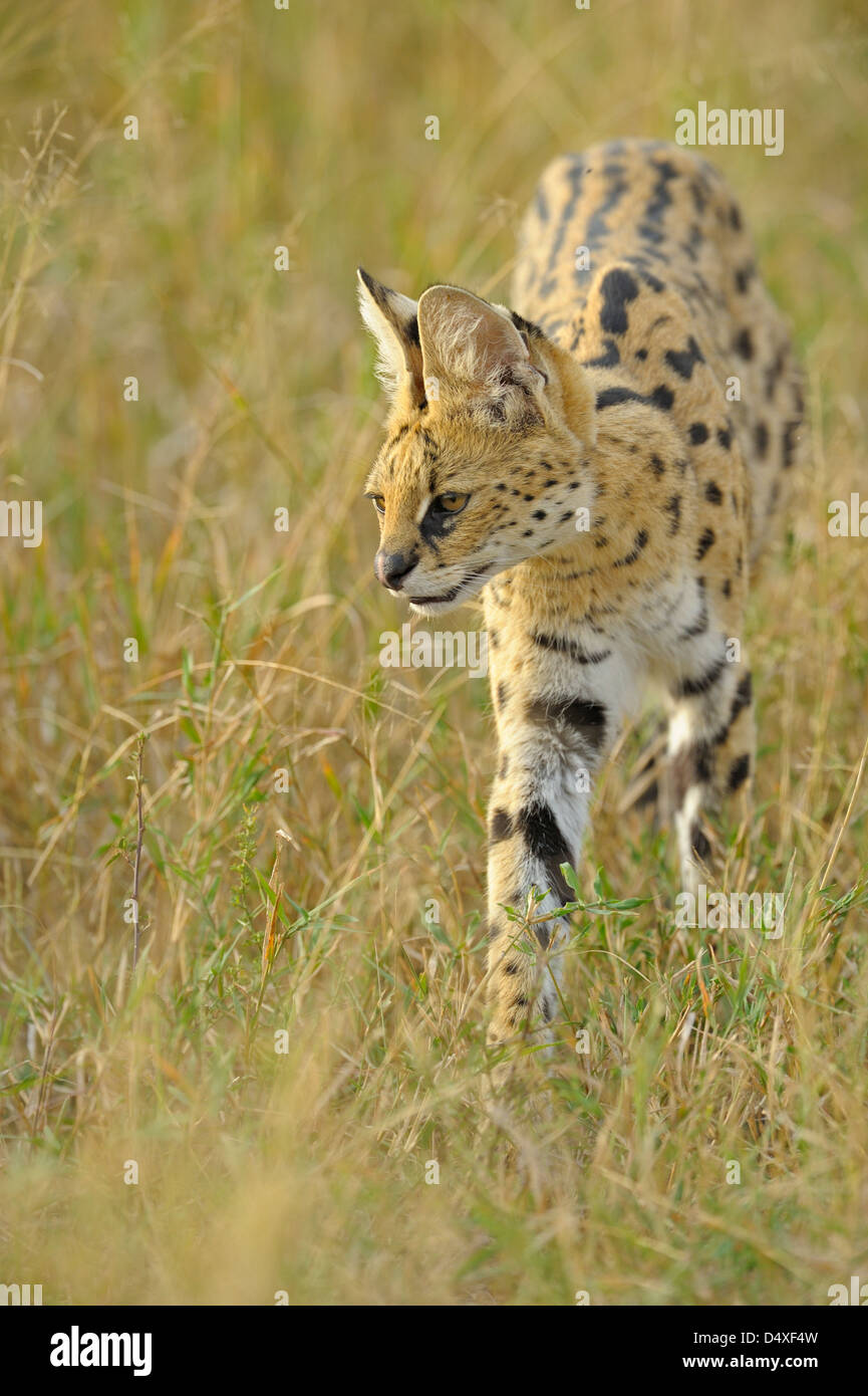 Approaching Serval cat in the grasses of Masai Mara Stock Photo - Alamy
