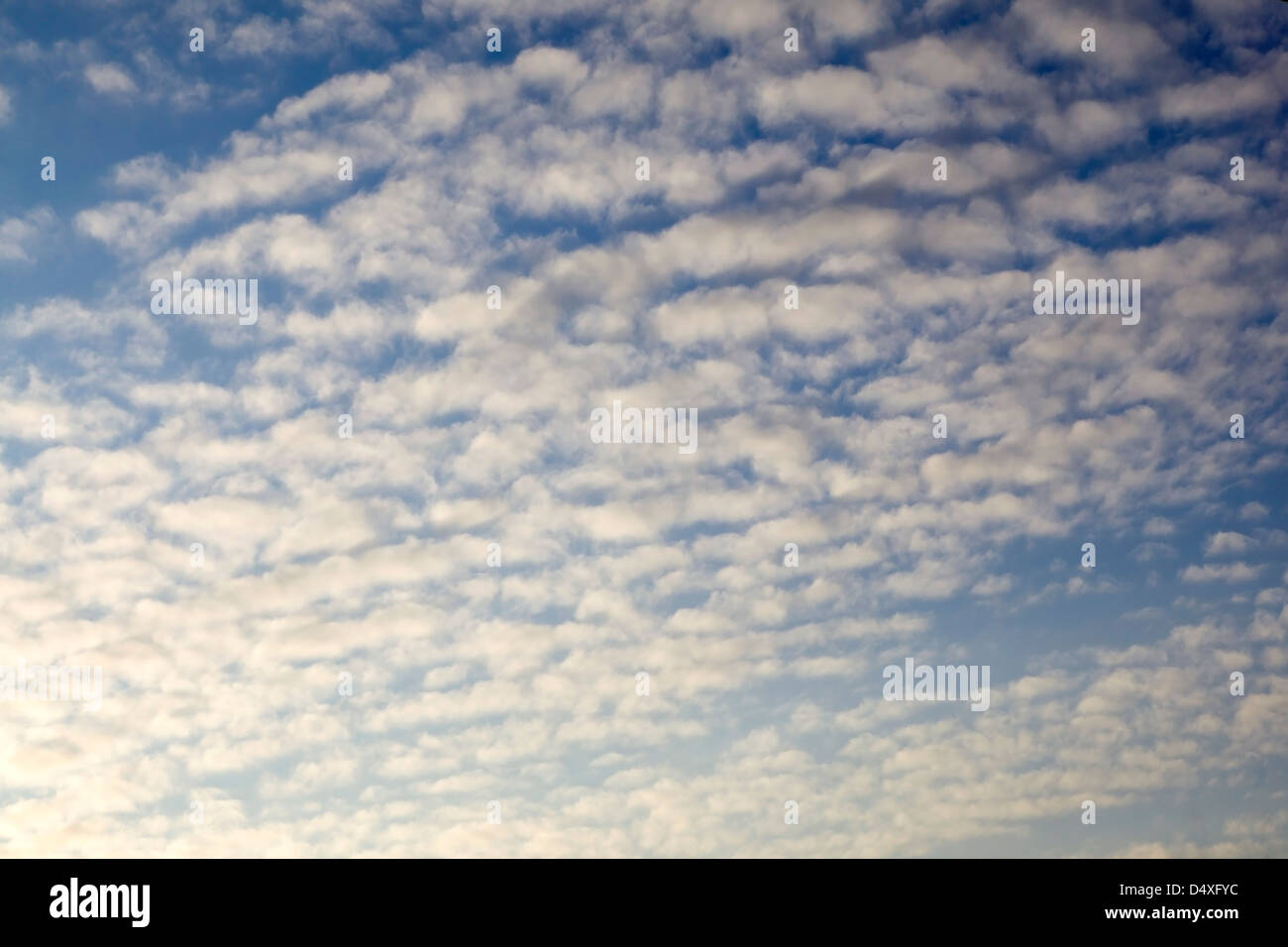 Perlucidus hi-res stock photography and images - Alamy