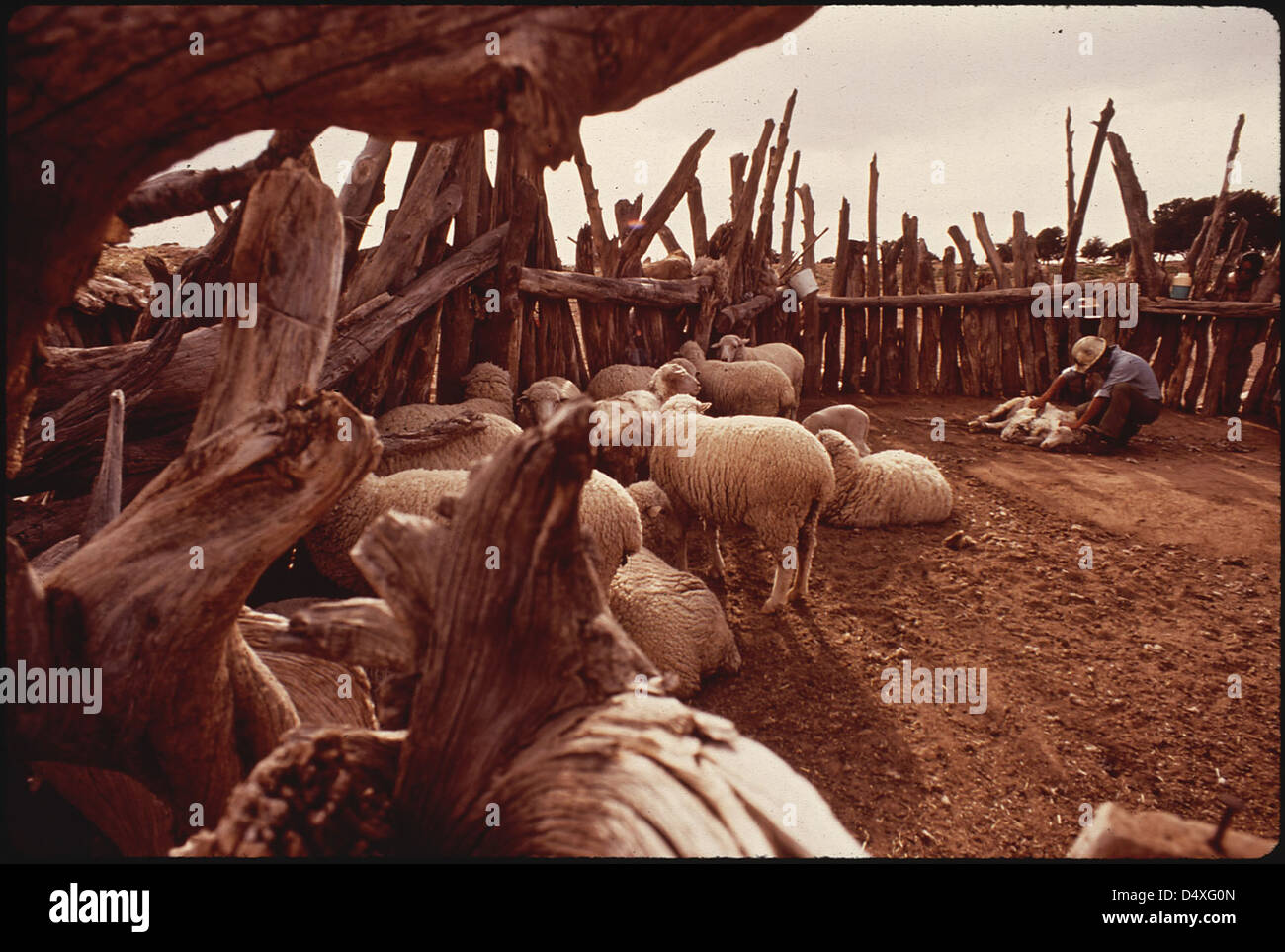 A Navajo hard-hat worker shears sheep by hand after hours, employed by ...