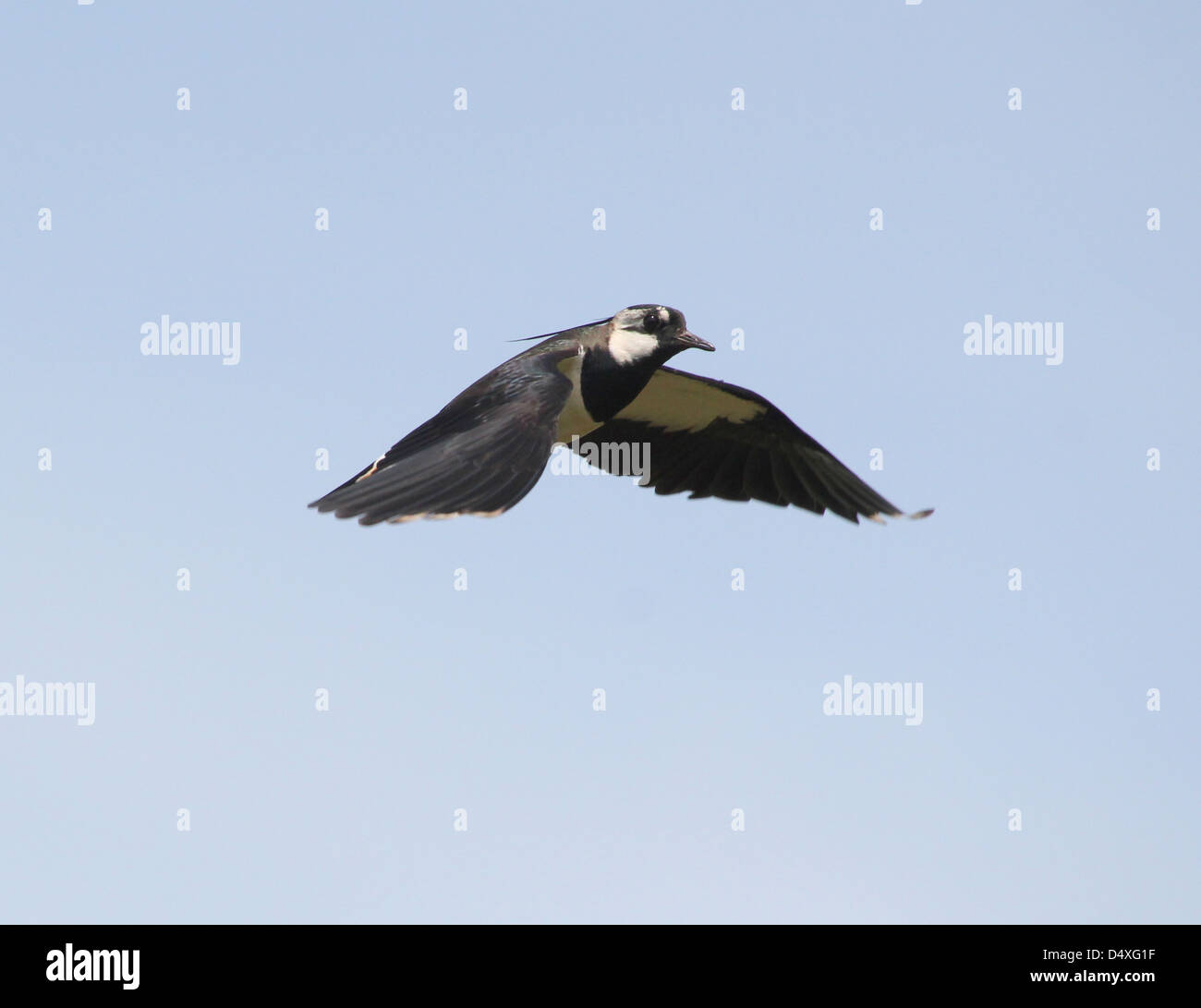 Lapwing against the sky hi-res stock photography and images - Alamy