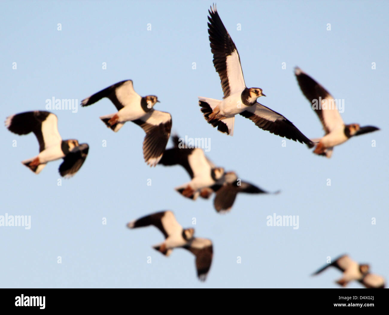 Lapwings in flight with blue sky hi-res stock photography and images ...