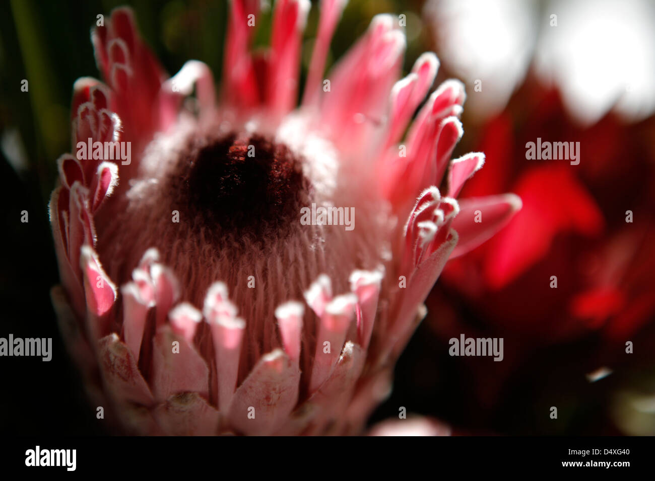 Protea pink ice flower Stock Photo - Alamy