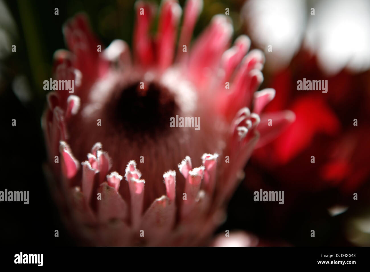 Protea pink ice flower Stock Photo - Alamy
